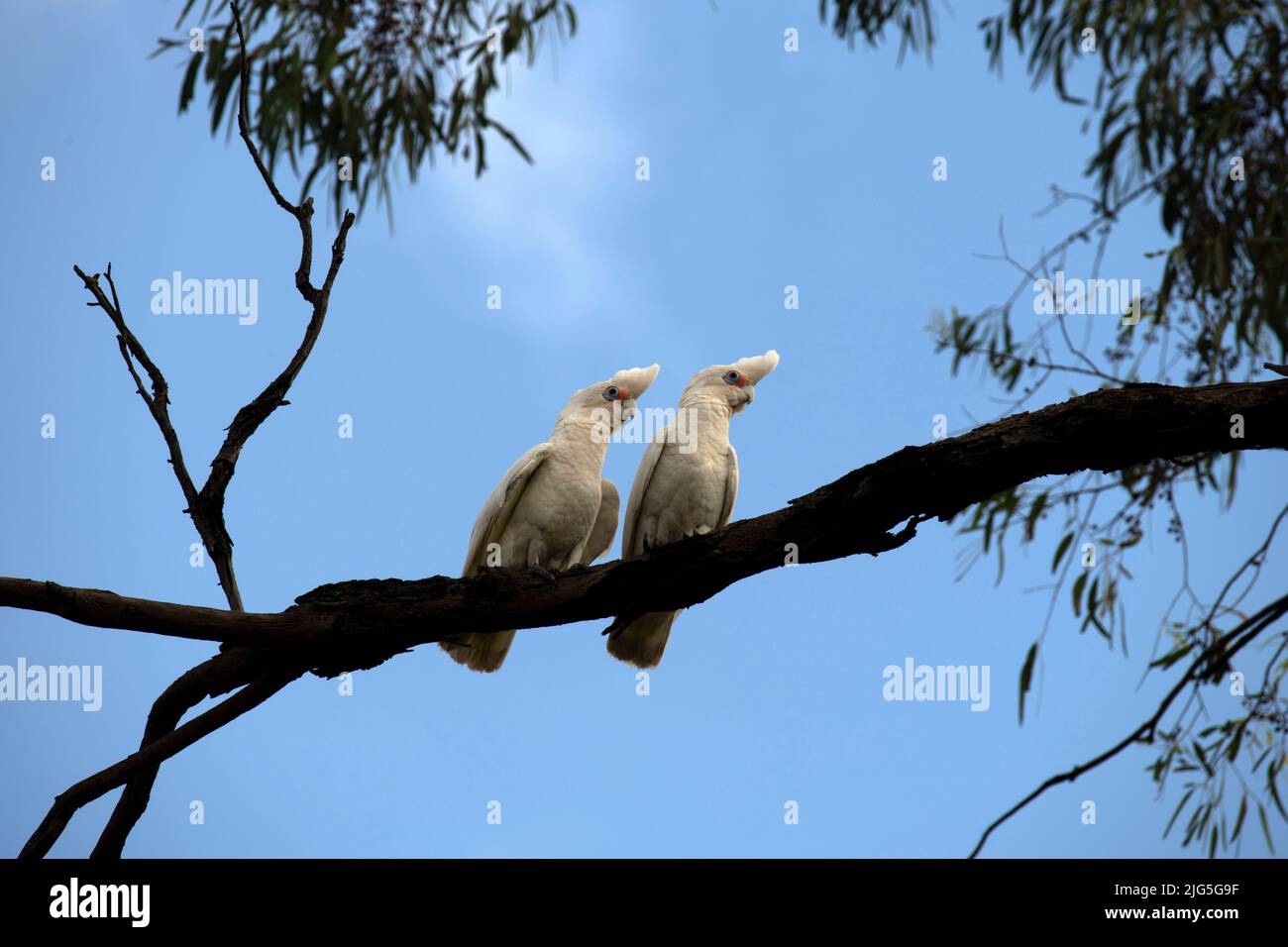 Ein Paar kleine Corella (Cacatua sanguinea) auf einem Baum in Sydney ...