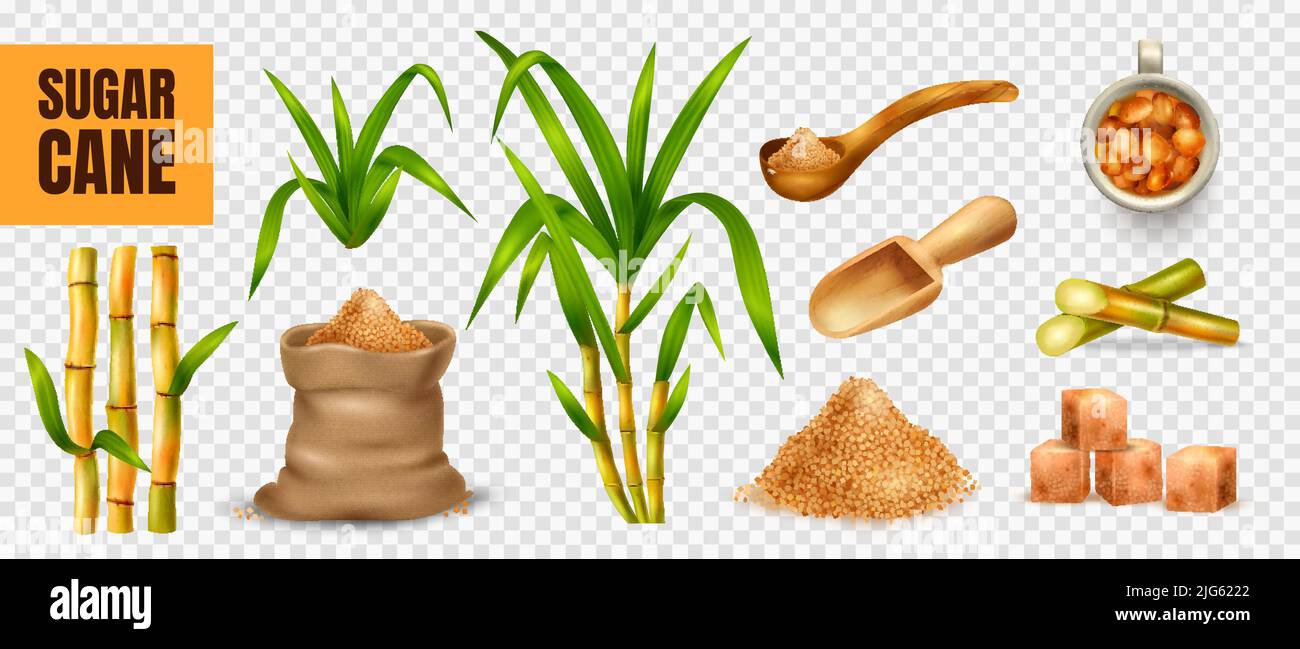 Zuckerrohr realistisch transparent Set mit Landwirtschaft Symbole ...