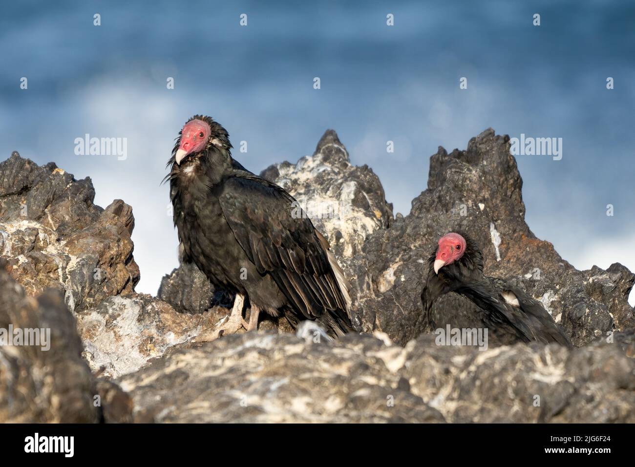 Zwei türkische Geier, Cathartes Aura, thronen auf einem Felsen am ...