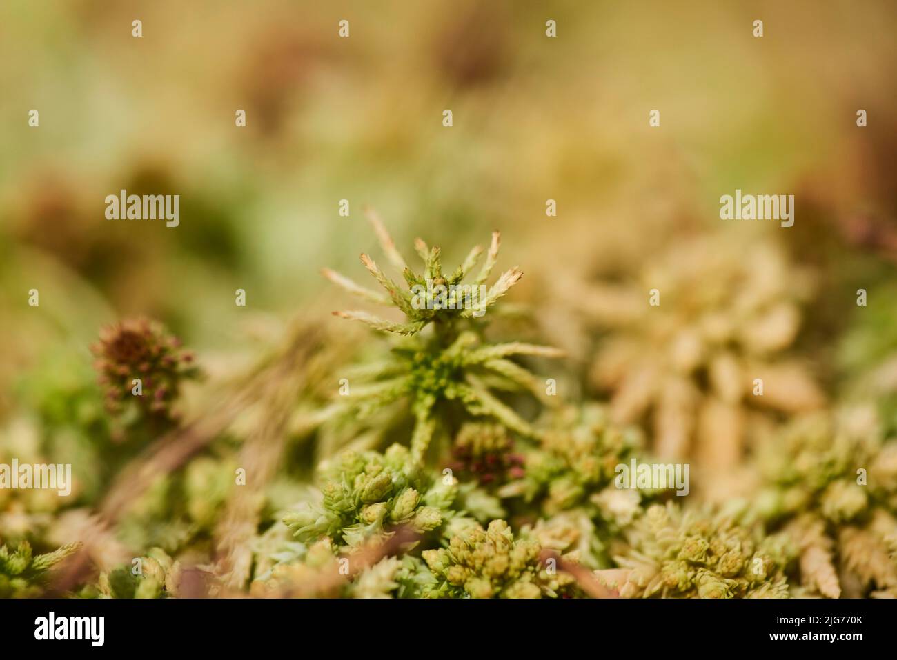 Sphagnum fallax -Fotos und -Bildmaterial in hoher Auflösung – Alamy