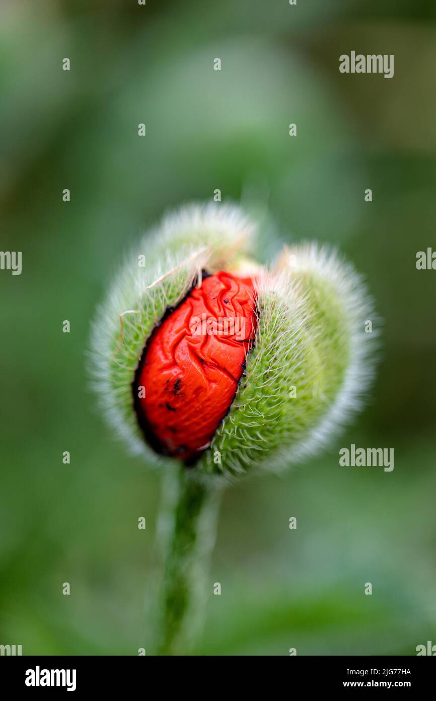 Mohn keimling -Fotos und -Bildmaterial in hoher Auflösung – Alamy