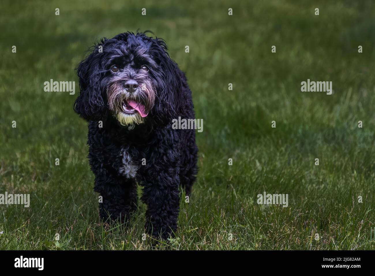 KLEINER LOCKIGER SCHWARZER HUND MIT WEISSEM FLECK AM KINN UND OFFENEM ...
