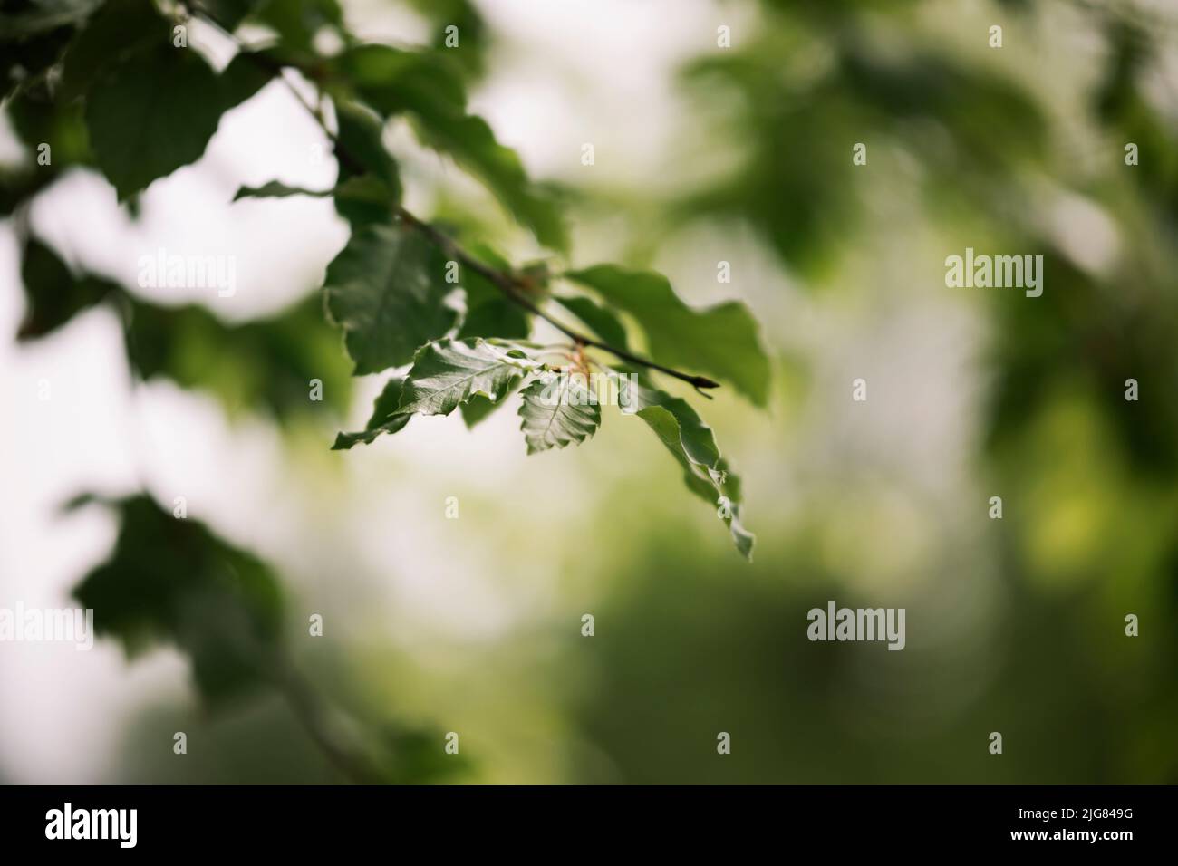 Ast zweig branch -Fotos und -Bildmaterial in hoher Auflösung – Alamy
