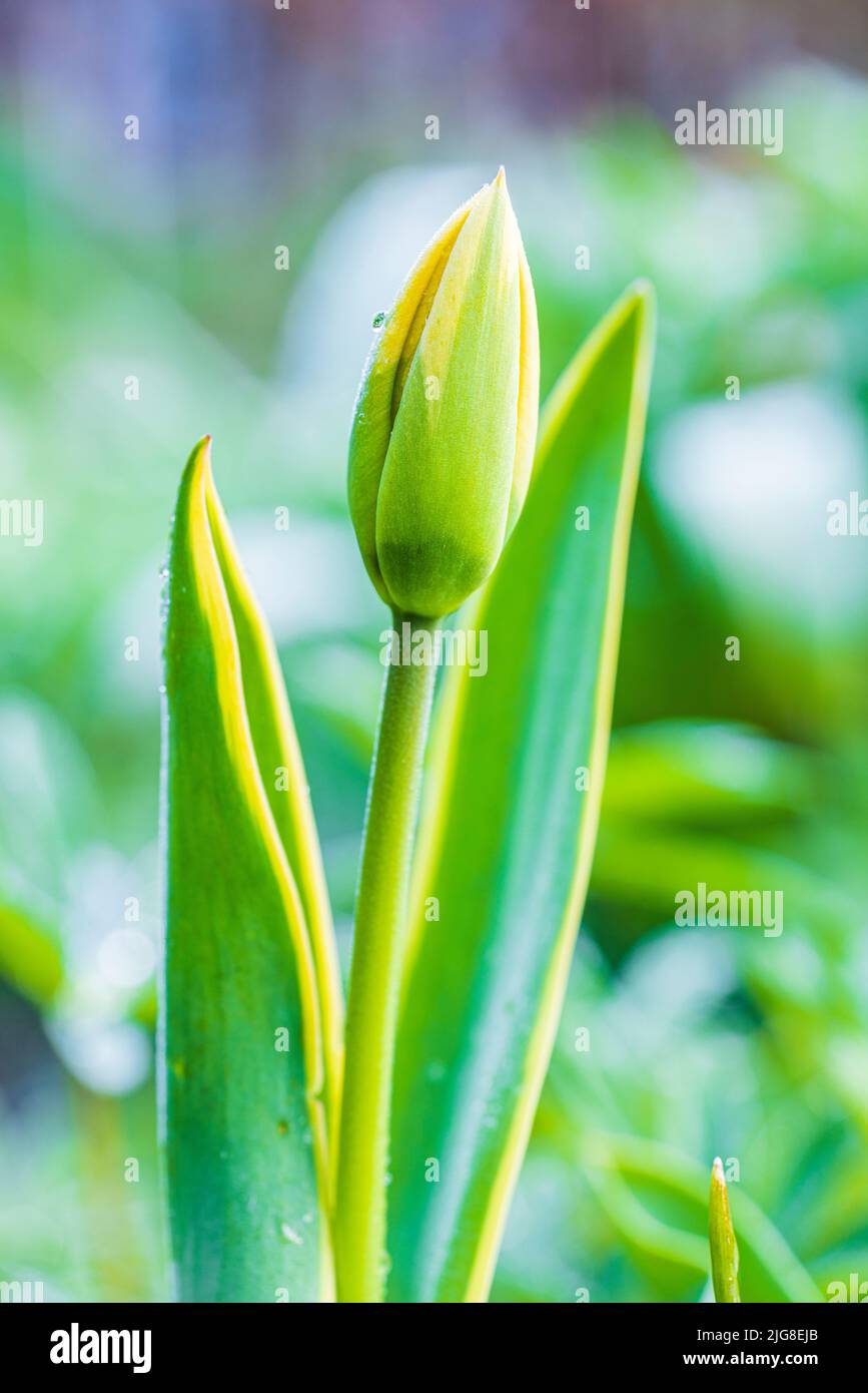 Tulpe im garten -Fotos und -Bildmaterial in hoher Auflösung – Alamy