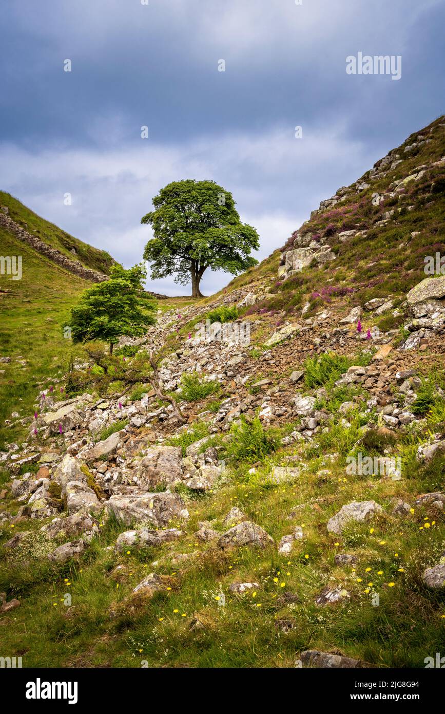 Wildblumen und Farne wachsen im Geröll von Highshield Crag bei Sycamore ... Wildblumen und Farne wachsen im Geröll von Highshield Crag bei Sycamore ...