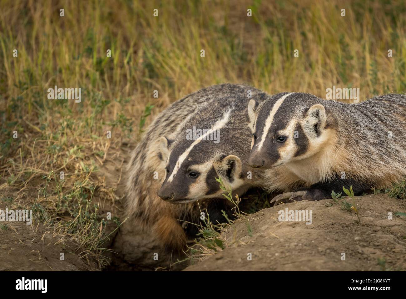Amerikanische dachsen -Fotos und -Bildmaterial in hoher Auflösung – Alamy