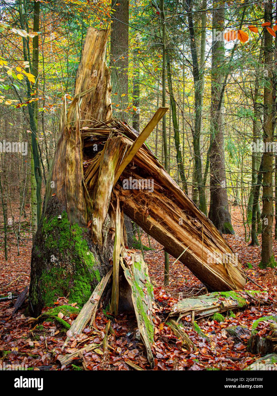 Totholz im wald -Fotos und -Bildmaterial in hoher Auflösung – Alamy