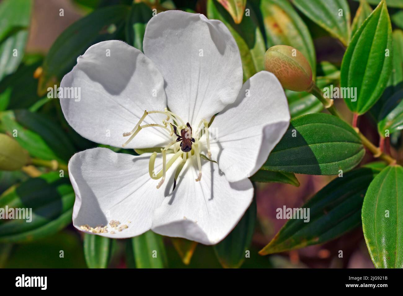 Tibouchina mutabilis -Fotos und -Bildmaterial in hoher Auflösung – Alamy
