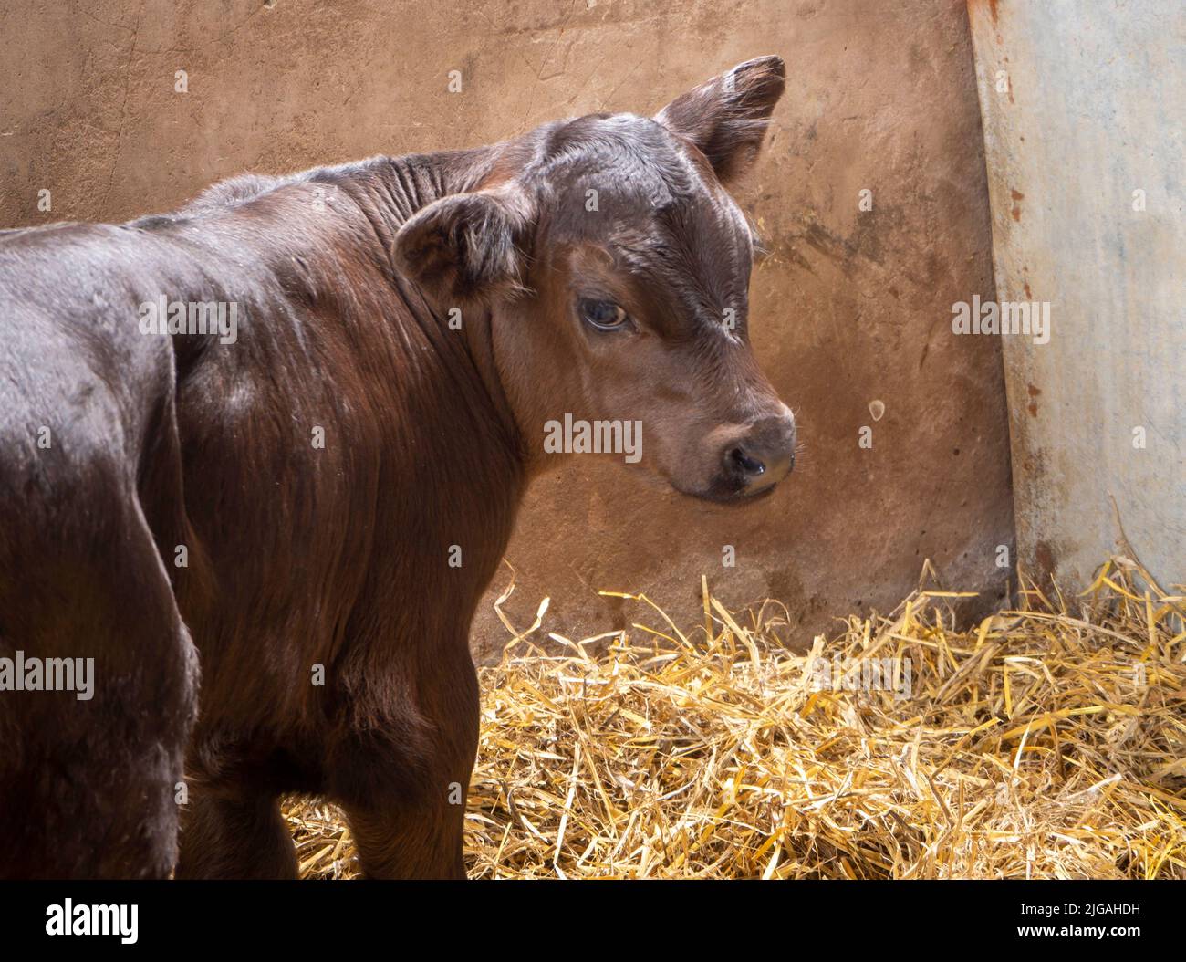 Der junge braune Kalb in seinem Stall auf dem Bauernhof Stockfotografie ...