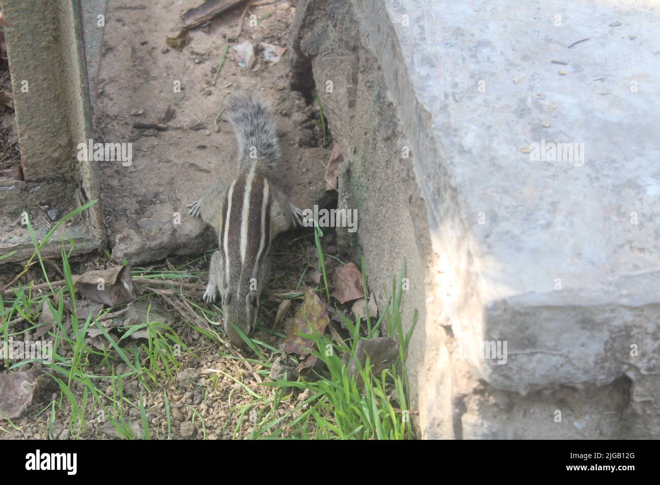 Aufnahmen von Eichhörnchen im Kamla Nehru Ridge in Neu-Delhi. Kamla ...