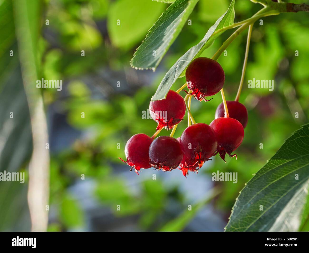 Lat amelanchier alnifolia -Fotos und -Bildmaterial in hoher Auflösung ...