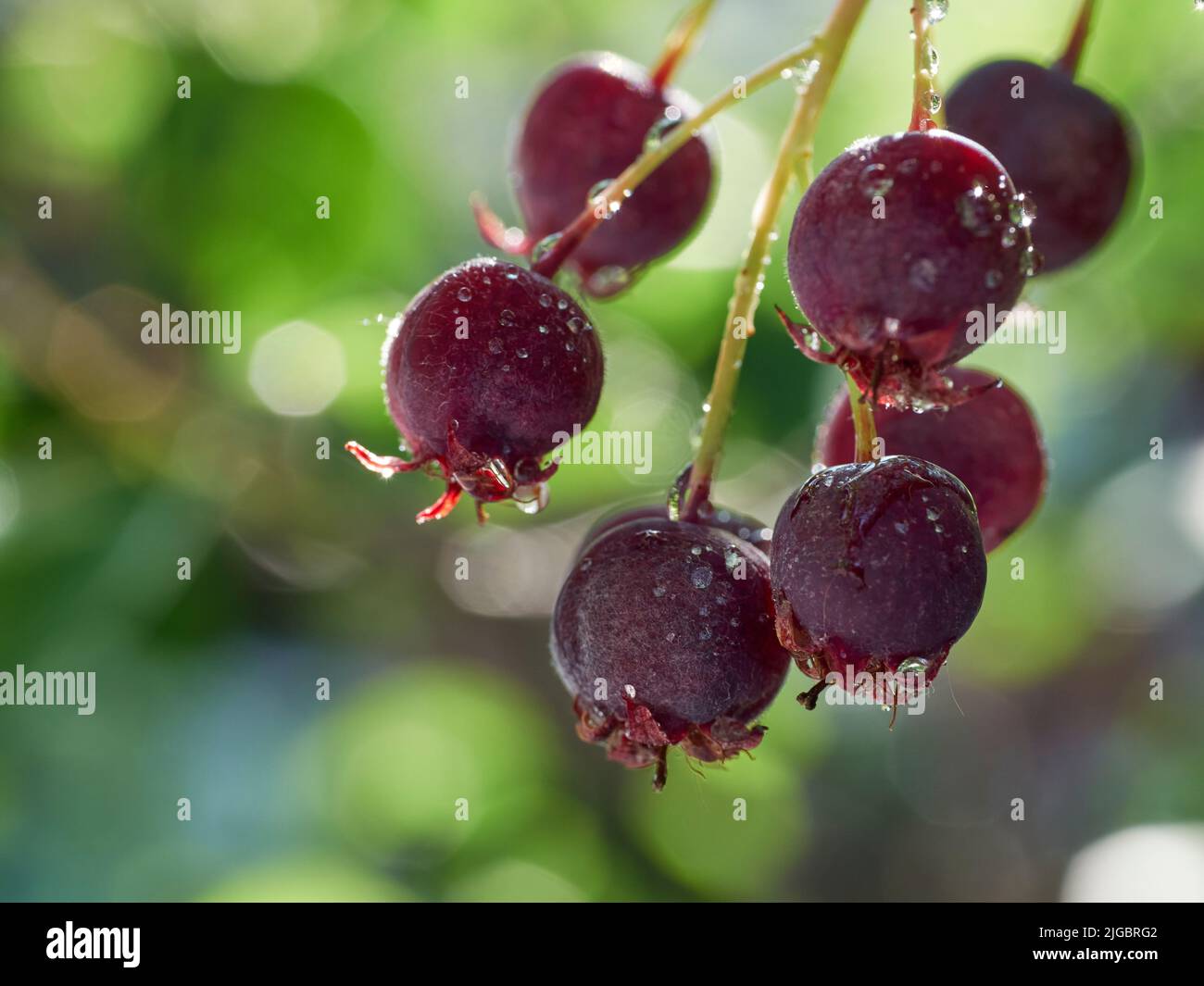 Lat amelanchier alnifolia -Fotos und -Bildmaterial in hoher Auflösung ...