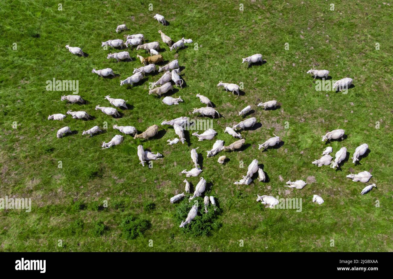 Eine Herde Kühe auf Weiden von oben gesehen, Rinder, Wiese ...