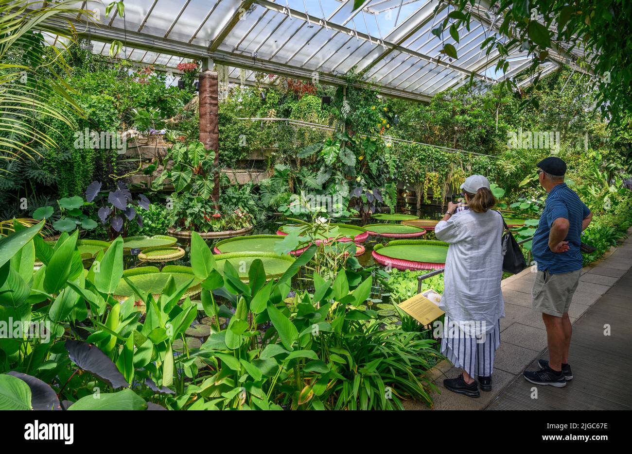 Victoria amazonica amazonica -Fotos und -Bildmaterial in hoher ...