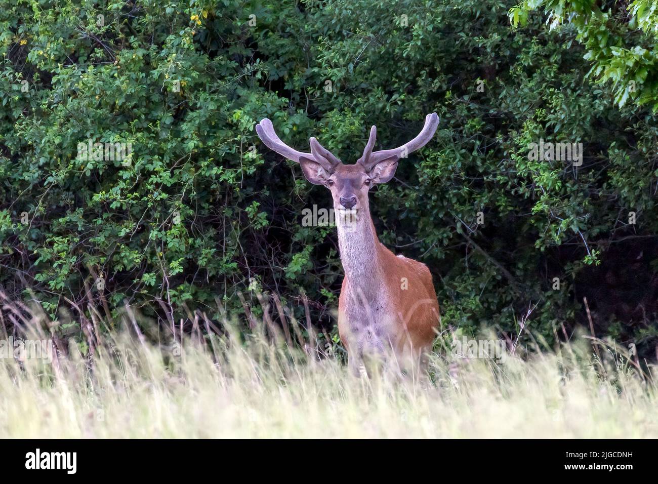 Essen eiche -Fotos und -Bildmaterial in hoher Auflösung – Alamy