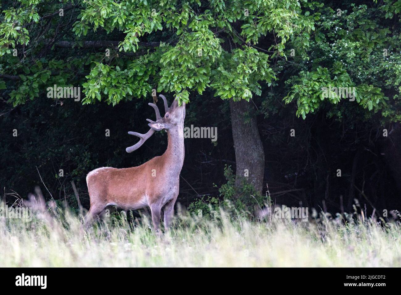 Essen eiche -Fotos und -Bildmaterial in hoher Auflösung – Alamy
