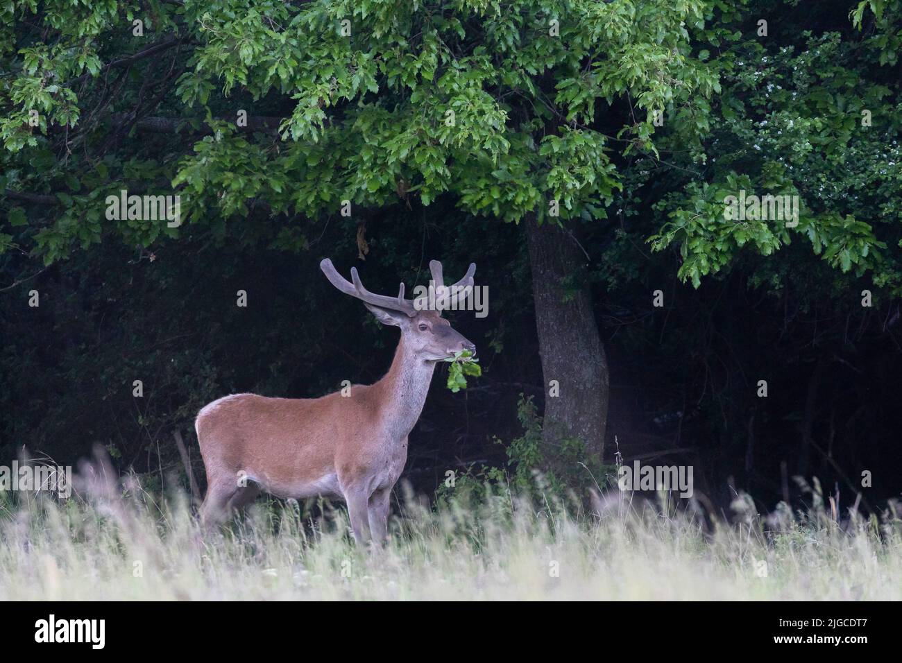 Essen eiche -Fotos und -Bildmaterial in hoher Auflösung – Alamy