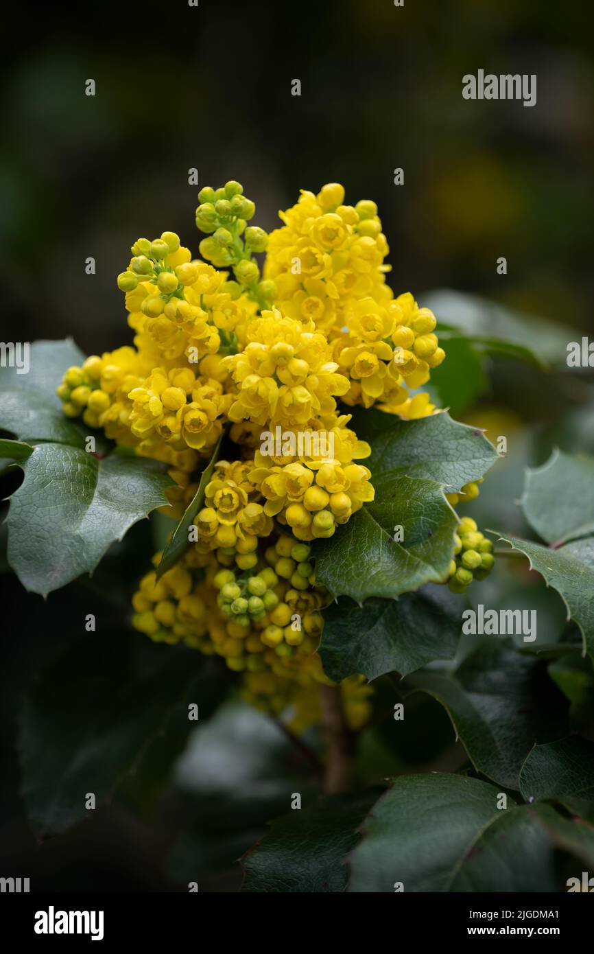 Gelbe stechpalme -Fotos und -Bildmaterial in hoher Auflösung – Alamy
