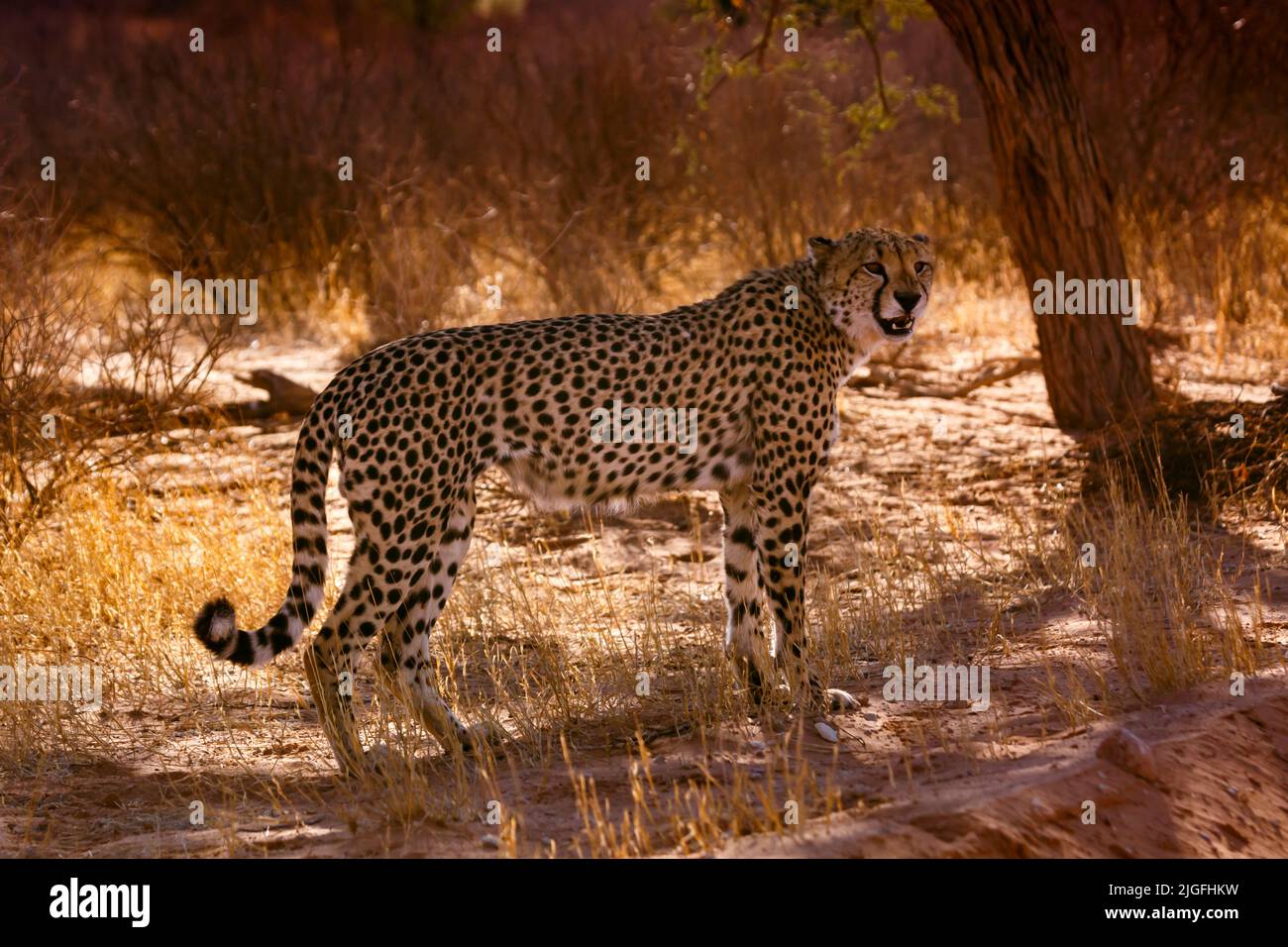 Gepard steht im hinterleuchteten Baum im Kgalagadi Transfrontier Park ...