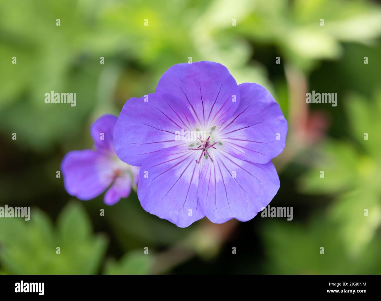 Die blaue Geranium (Geranium rozanne) ist eng mit dem ...