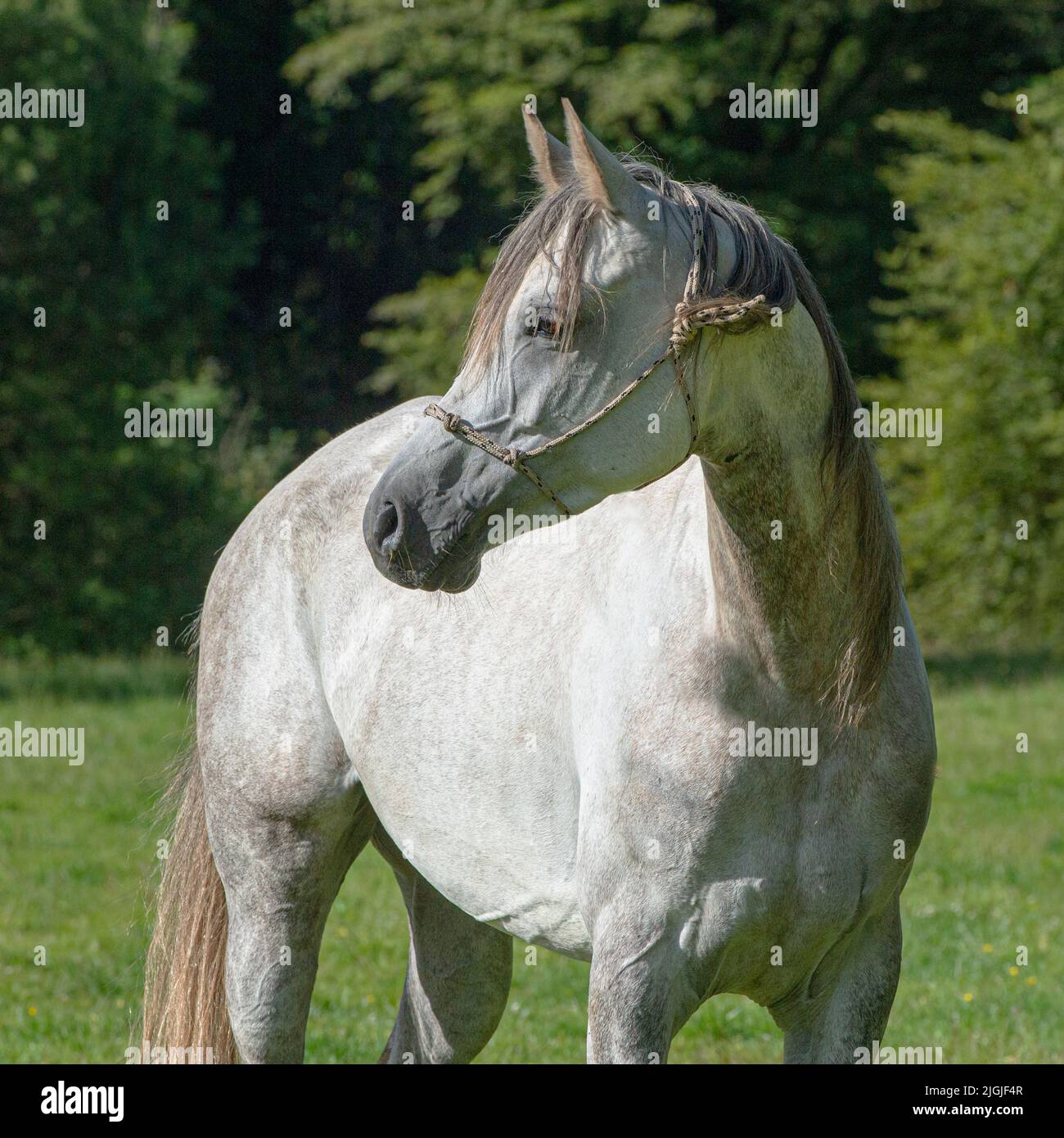 Arab horse arabian horse grey -Fotos und -Bildmaterial in hoher ...