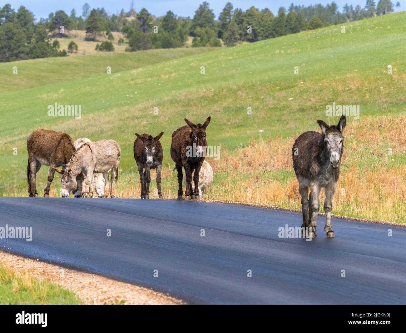 Wilde Burros oder Esel auf der Wildlife Loop Road im Custer State Park ...