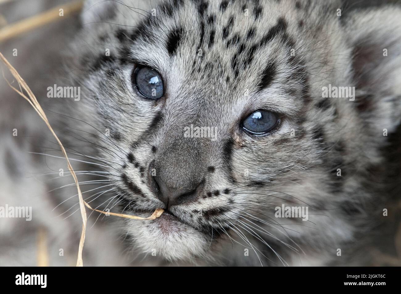 Cute baby leopard cub close up -Fotos und -Bildmaterial in hoher ...