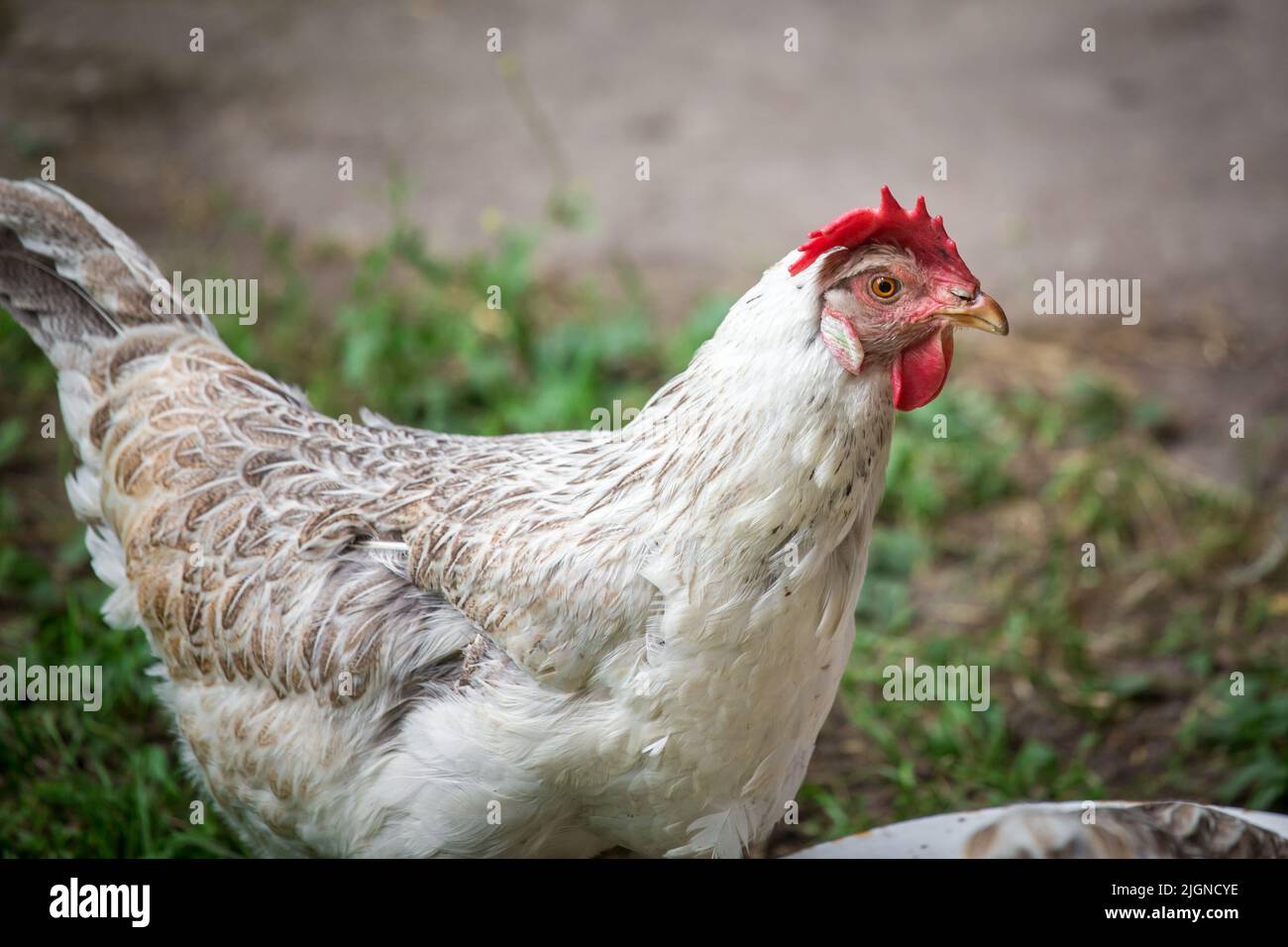 Happy hen -Fotos und -Bildmaterial in hoher Auflösung – Alamy