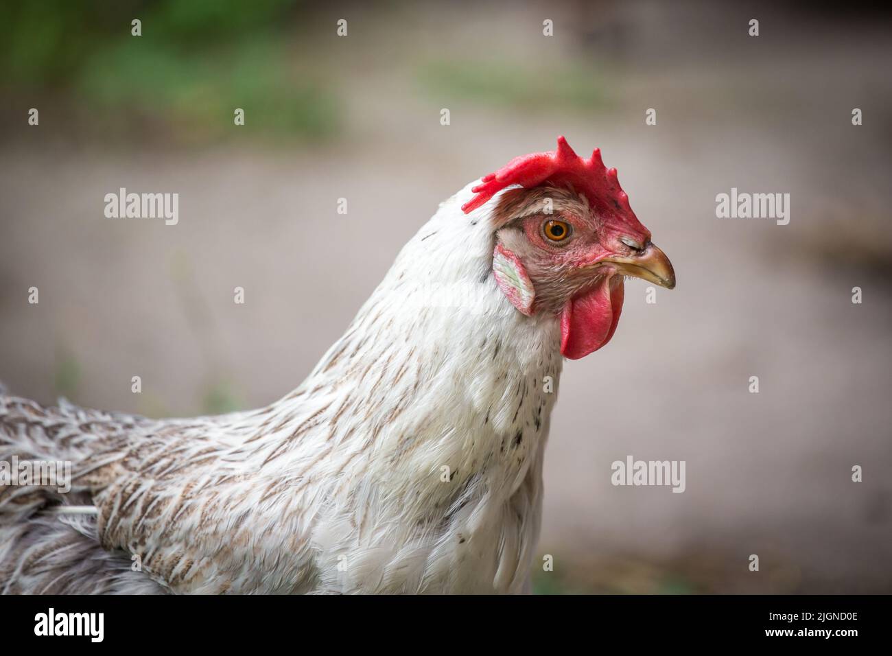 Weiße leghornhenne -Fotos und -Bildmaterial in hoher Auflösung – Alamy