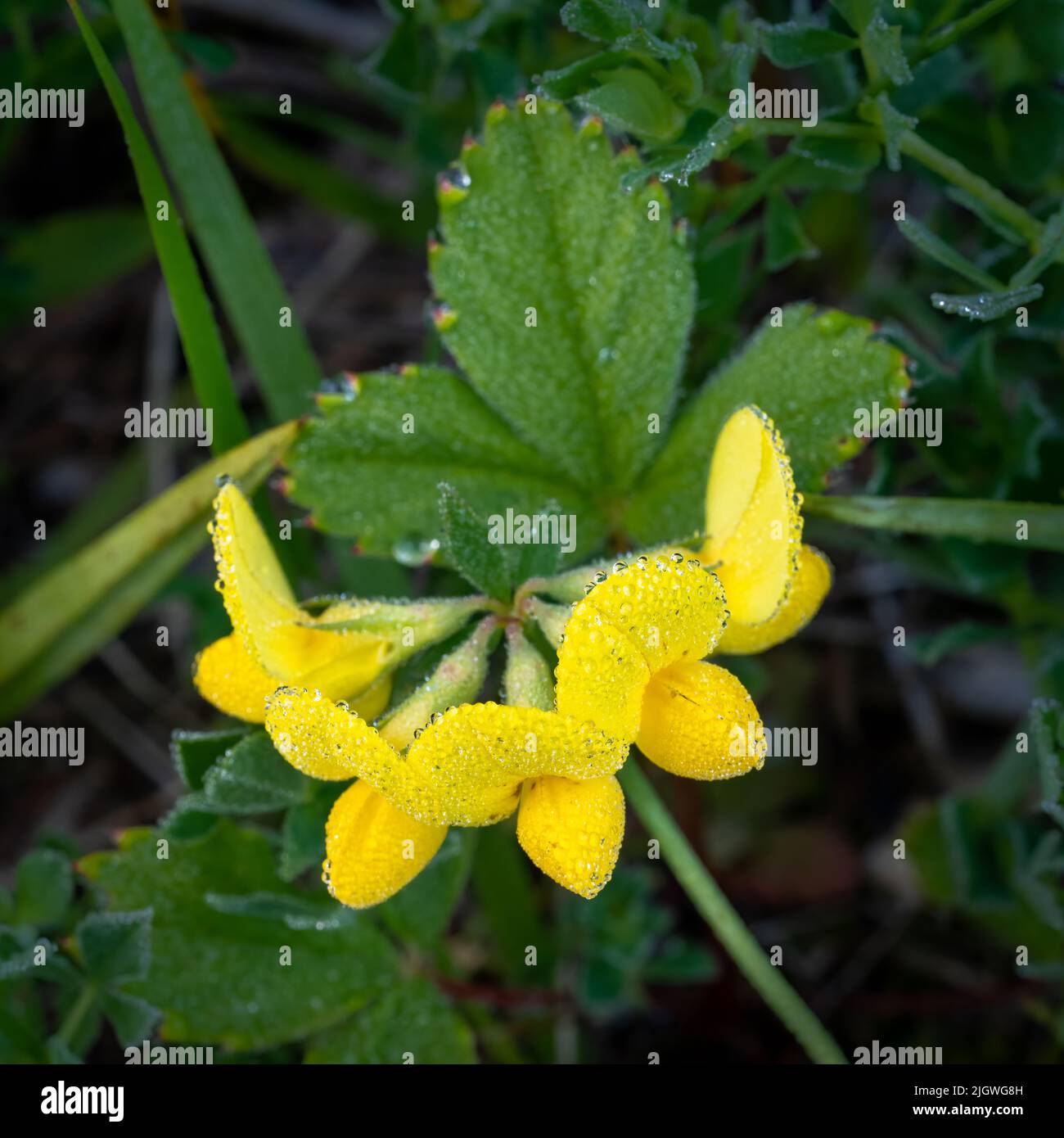 Lotus japonicus -Fotos und -Bildmaterial in hoher Auflösung – Alamy