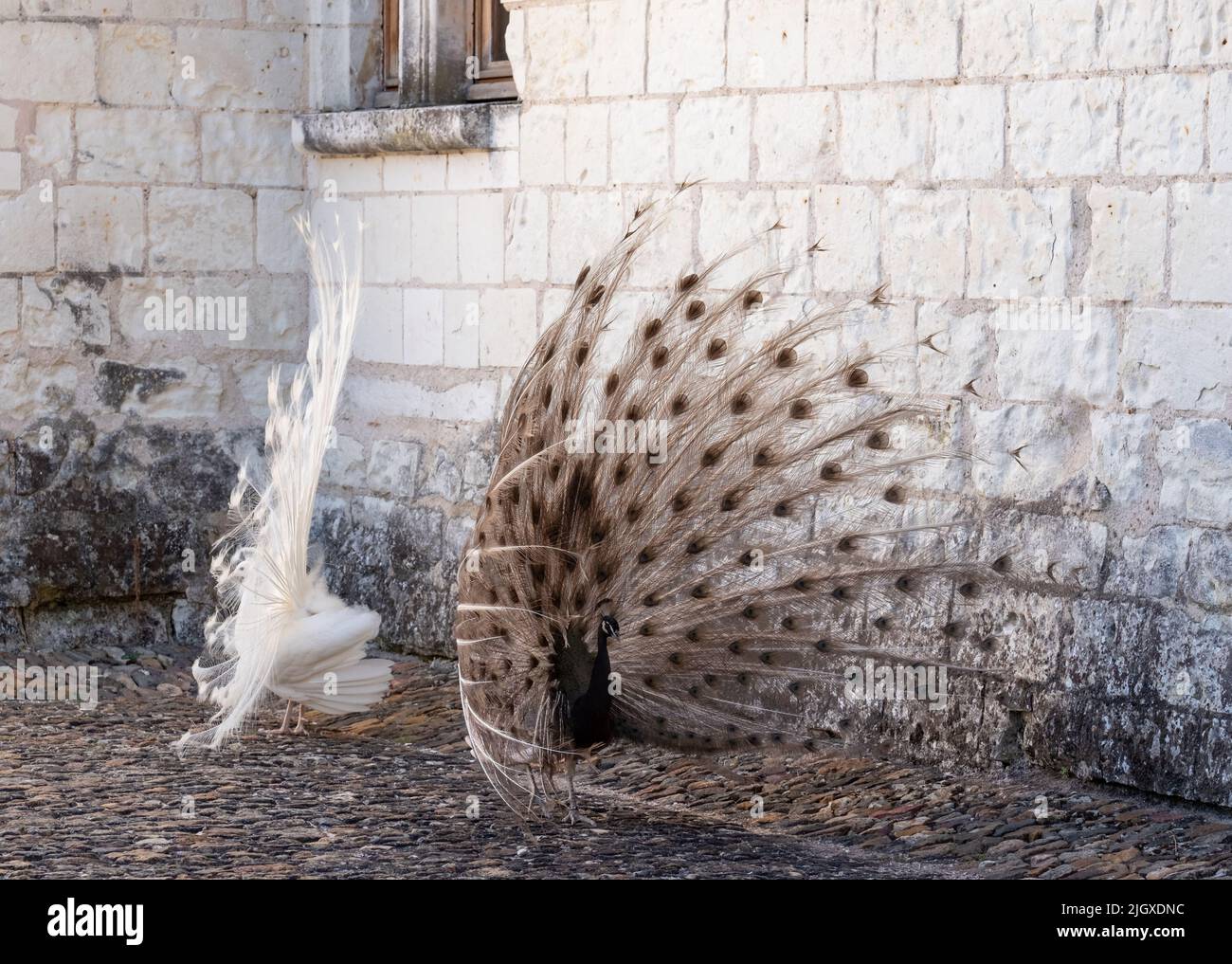 Zwei Pfauen, einer ein weißer Pfau und der andere ein Opalpfau, zeigen ...