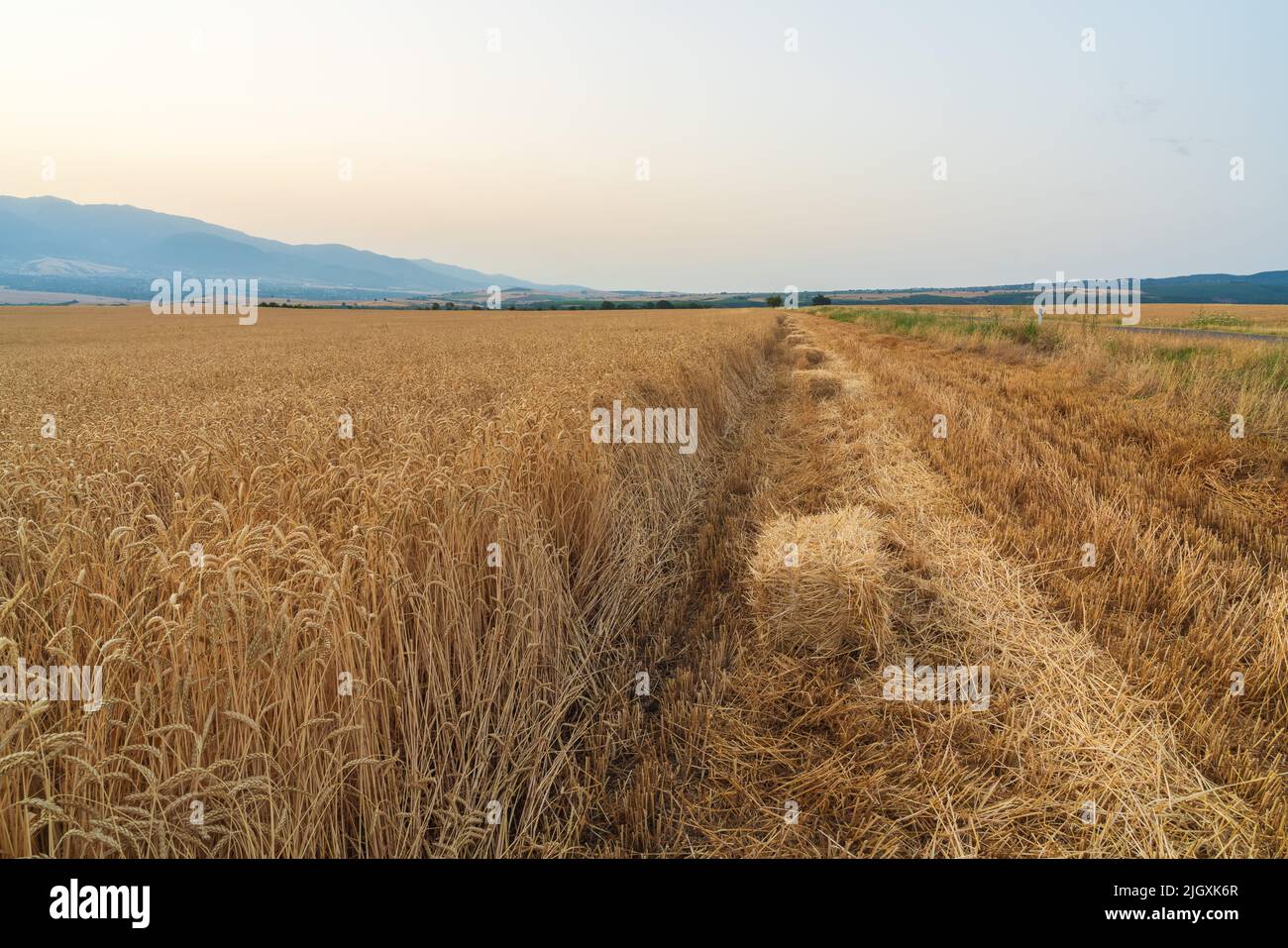 Eine reiche ernte -Fotos und -Bildmaterial in hoher Auflösung – Alamy