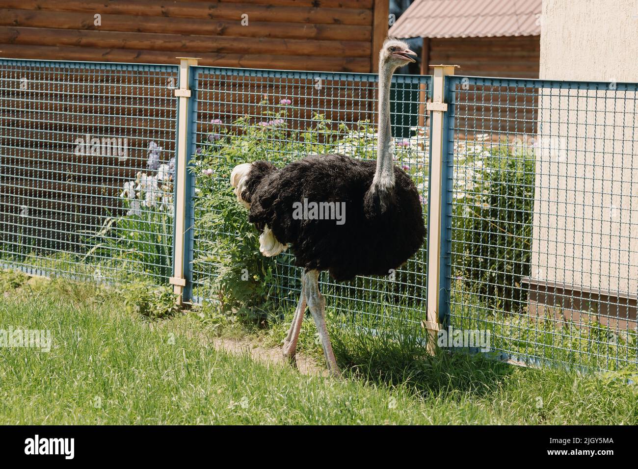 Ein großer schwarz-weißer Strauß geht um das Gehege ...