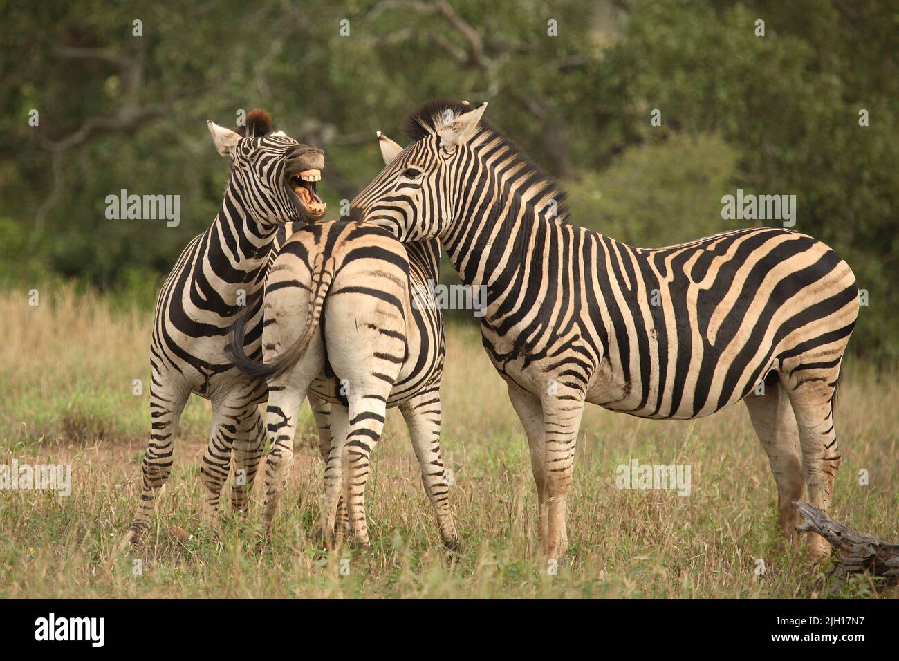 Dentition zebra -Fotos und -Bildmaterial in hoher Auflösung – Alamy
