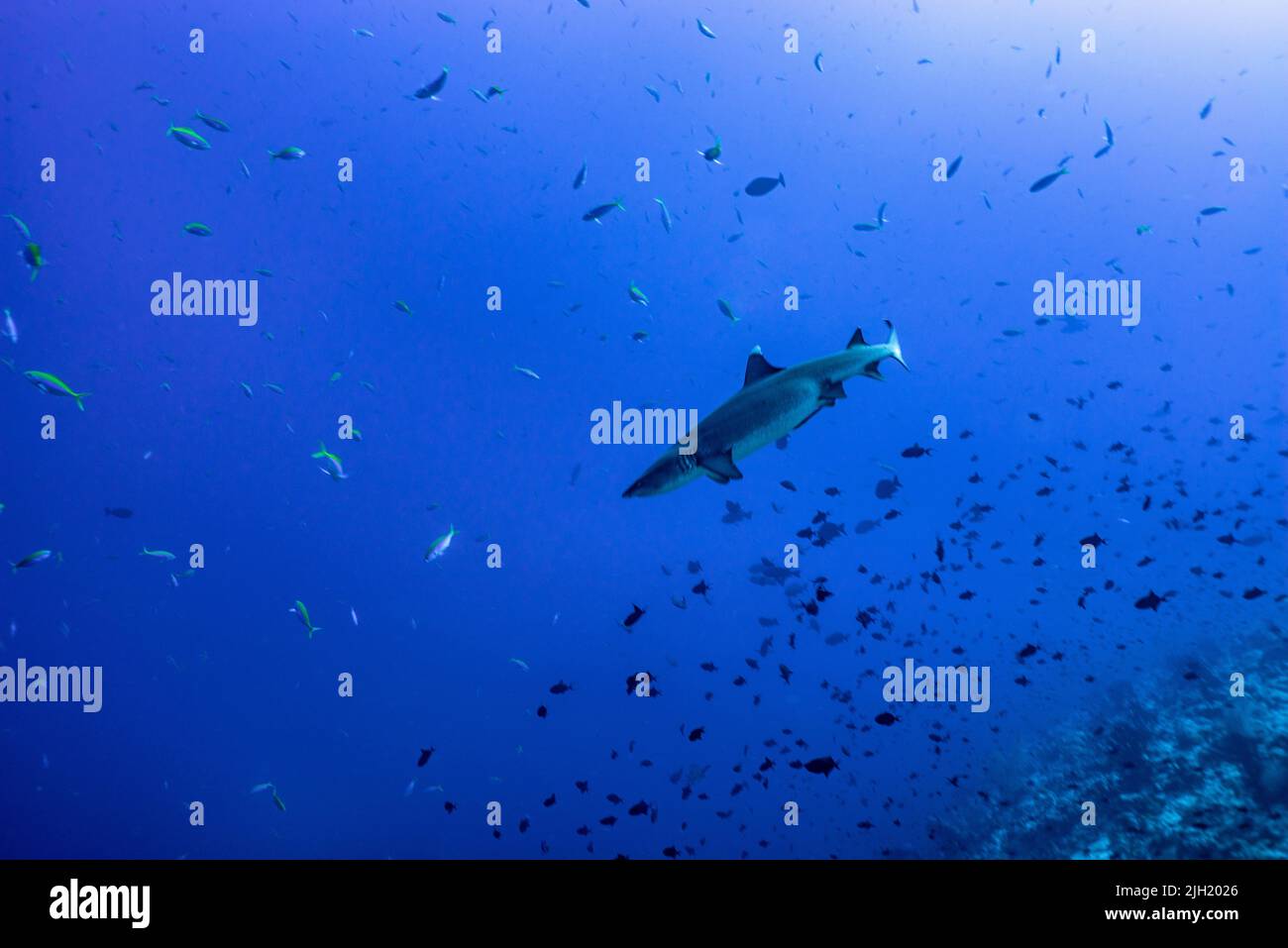 Malediven safari -Fotos und -Bildmaterial in hoher Auflösung – Alamy