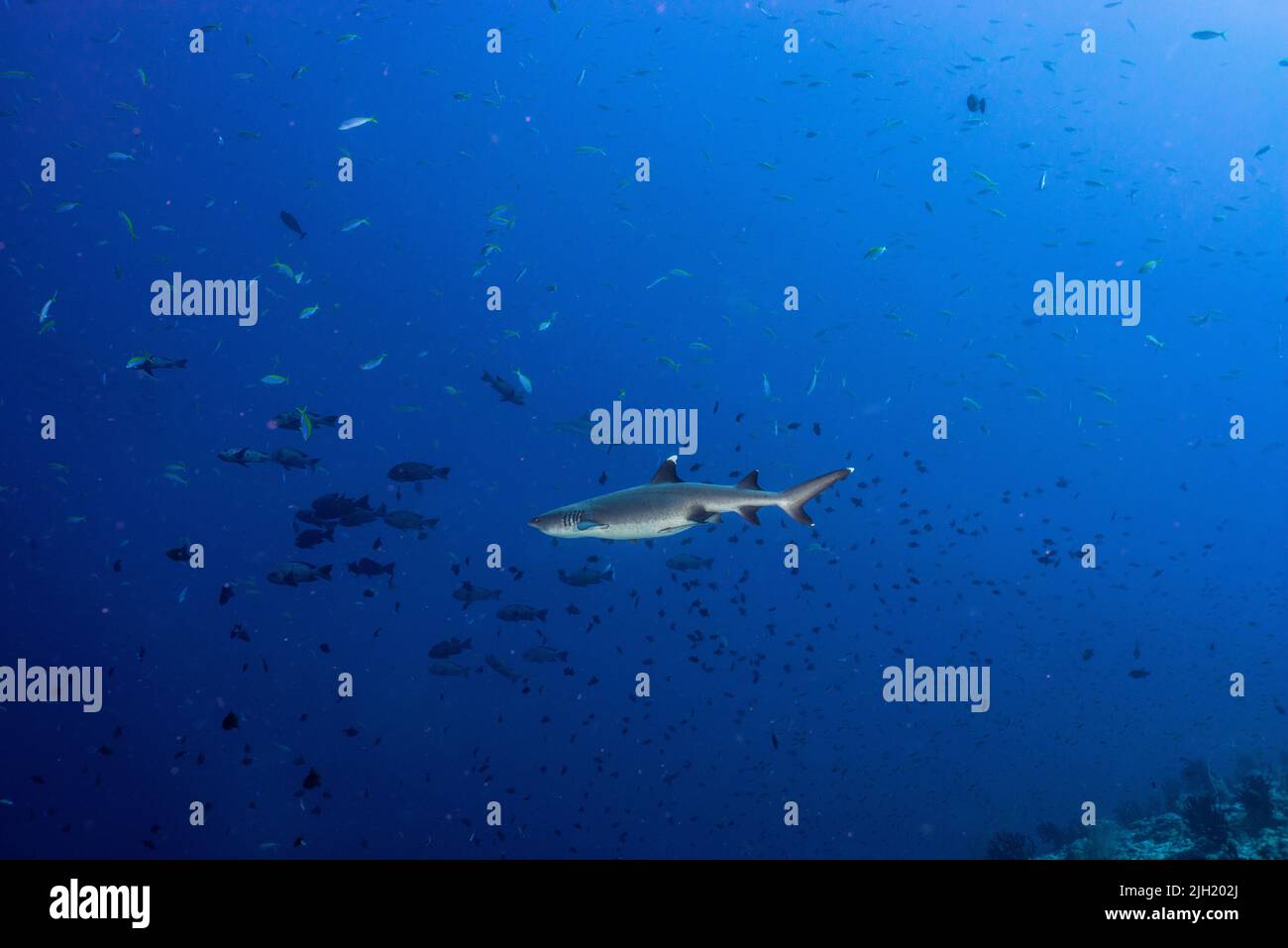 Malediven safari -Fotos und -Bildmaterial in hoher Auflösung – Alamy