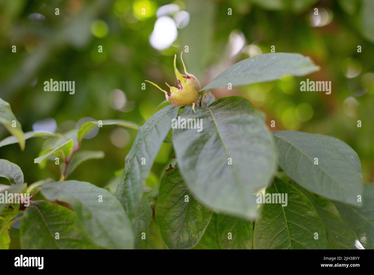 Mispel baum -Fotos und -Bildmaterial in hoher Auflösung – Alamy