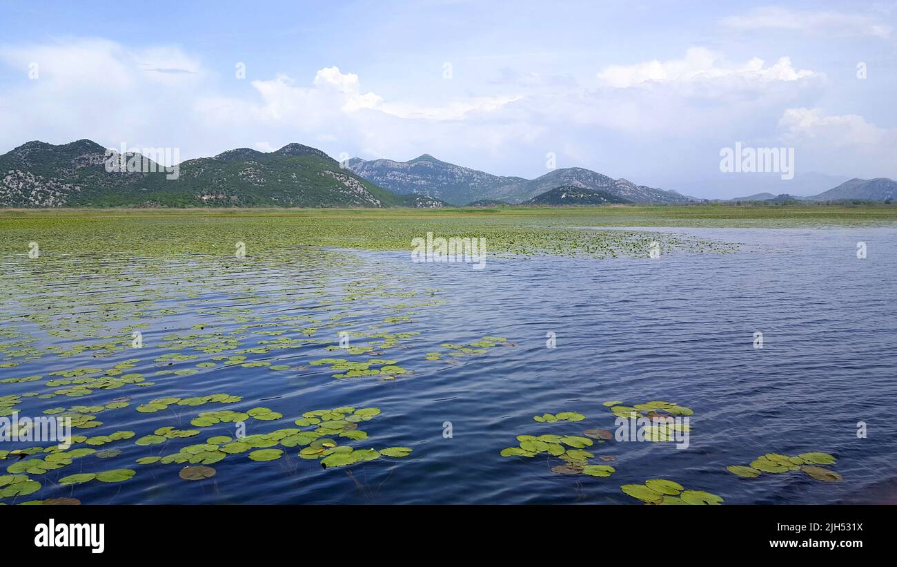 Der Skadar-See ist der größte See auf der Balkanhalbinsel und liegt an ...