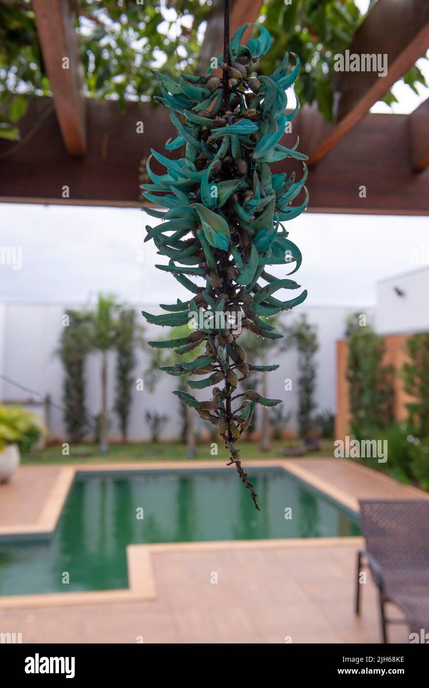 Strongylodon macrobotrys, allgemein bekannt als Jade Rebe: Rebe-Typ ...