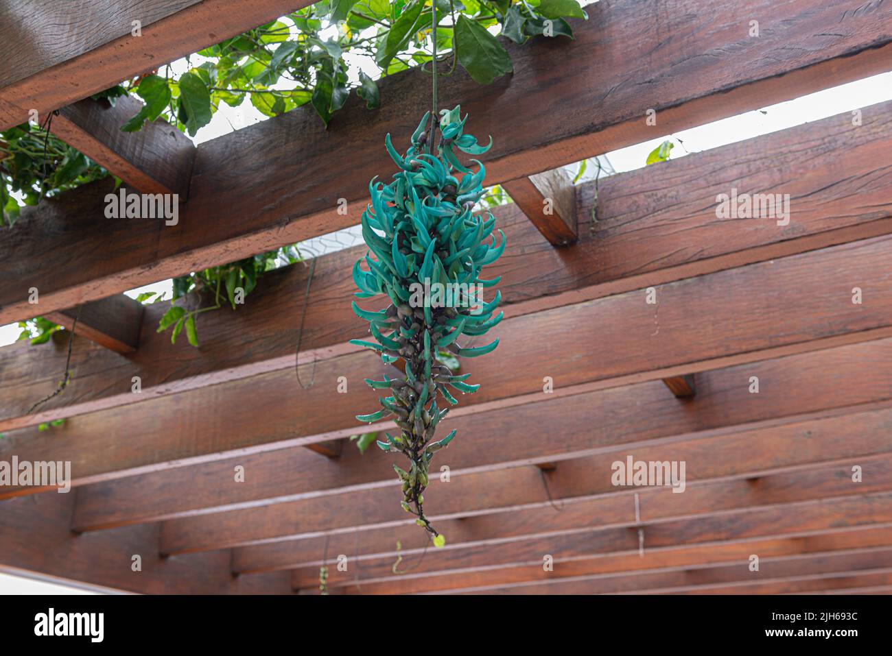 Strongylodon macrobotrys, allgemein bekannt als Jade Rebe: Rebe-Typ ...