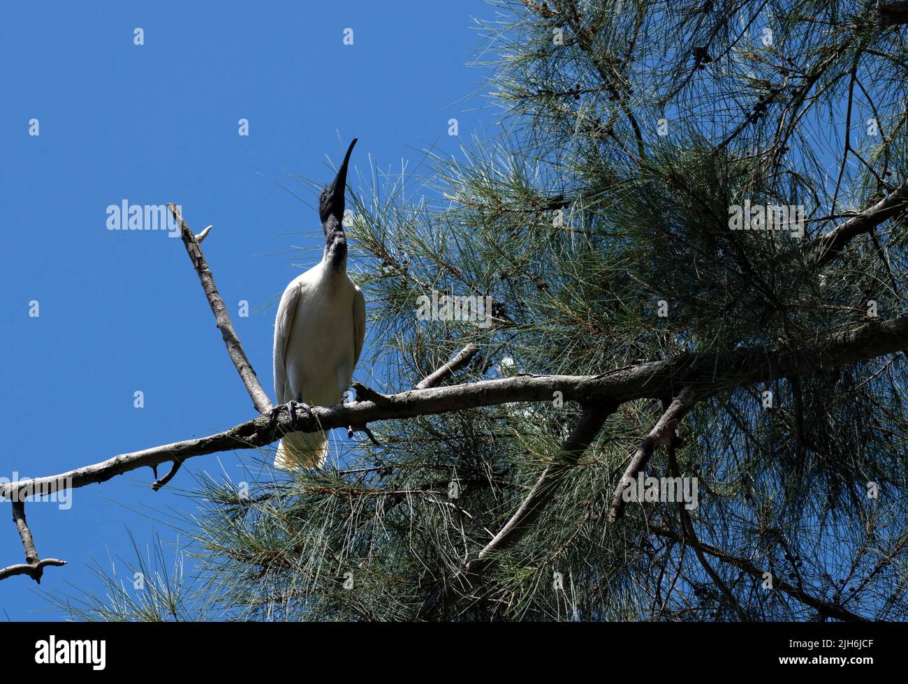 Ein australischer weißer Ibis (Threskiornis molucca) auf einem Baum in ...