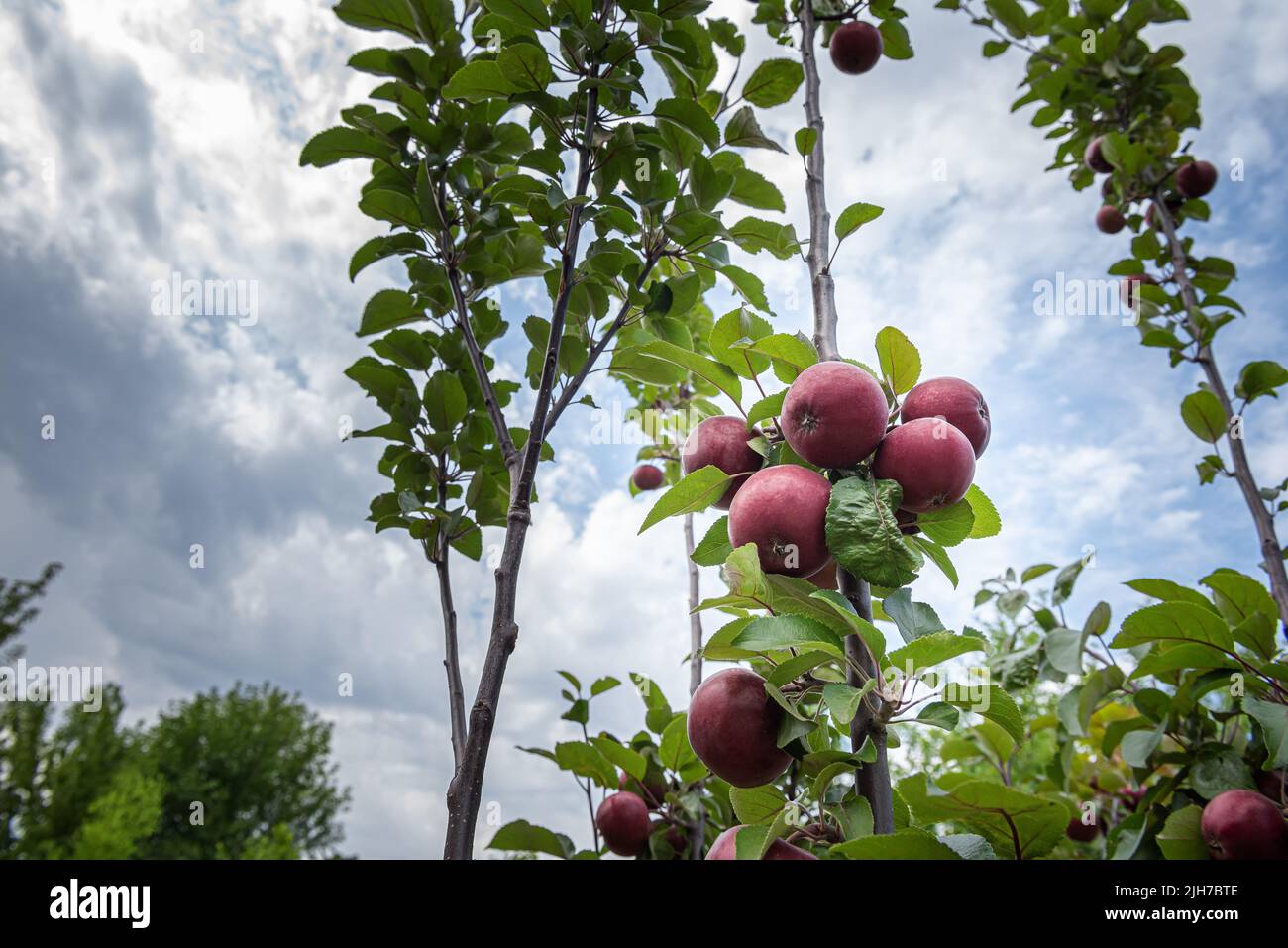 Red flesh apples -Fotos und -Bildmaterial in hoher Auflösung – Alamy