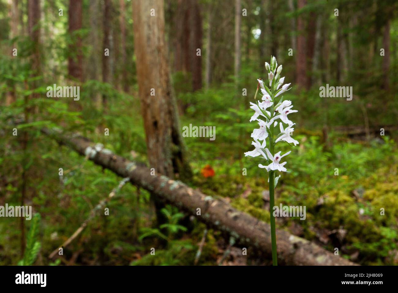 Wilde orchidee -Fotos und -Bildmaterial in hoher Auflösung – Alamy