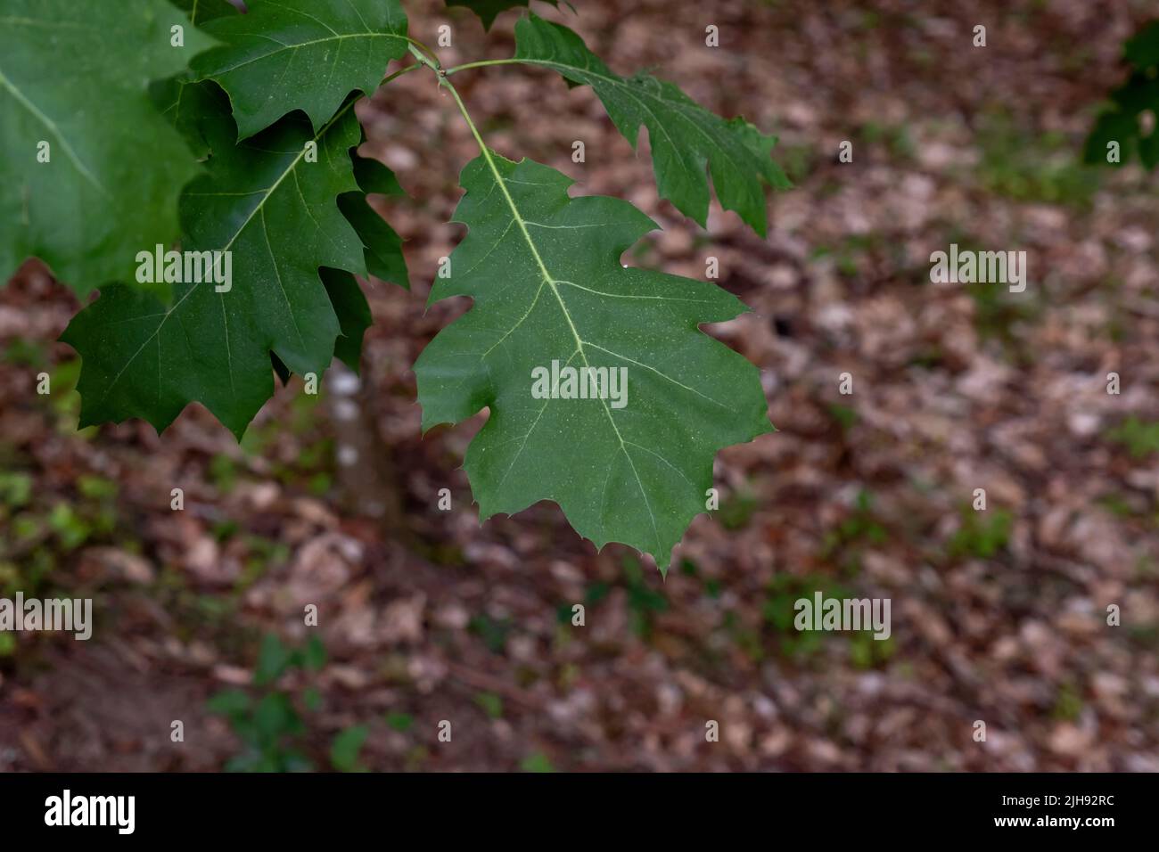 American red oak quercus rubra -Fotos und -Bildmaterial in hoher Auflösung – Alamy