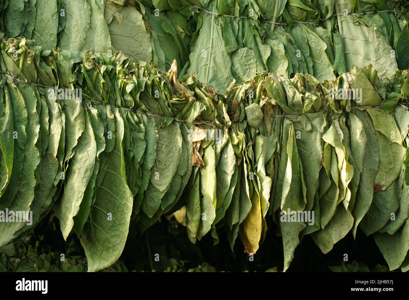 Tabakpflanze aufbau -Fotos und -Bildmaterial in hoher Auflösung – Alamy