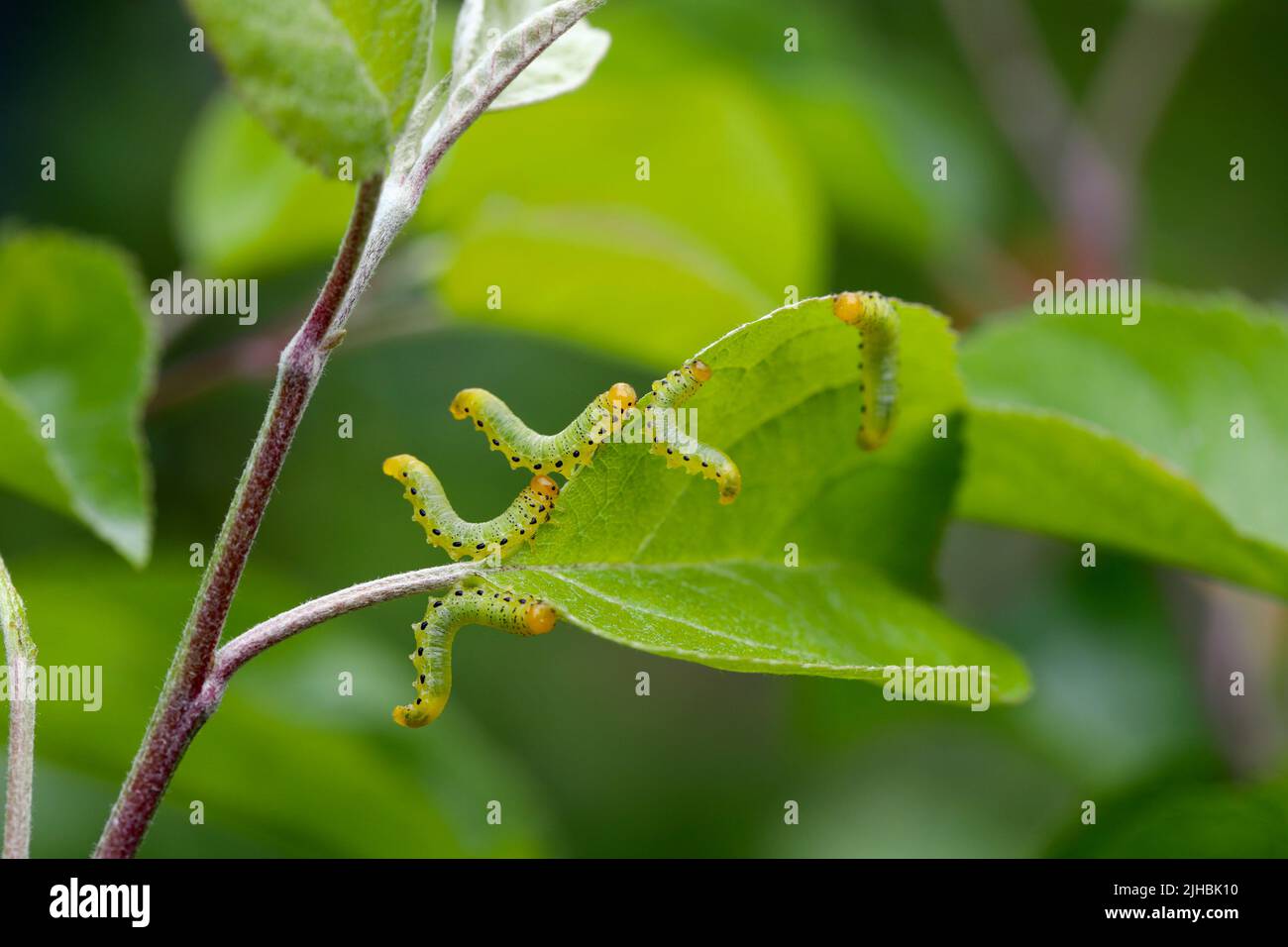Wurm* apfel -Fotos und -Bildmaterial in hoher Auflösung – Alamy