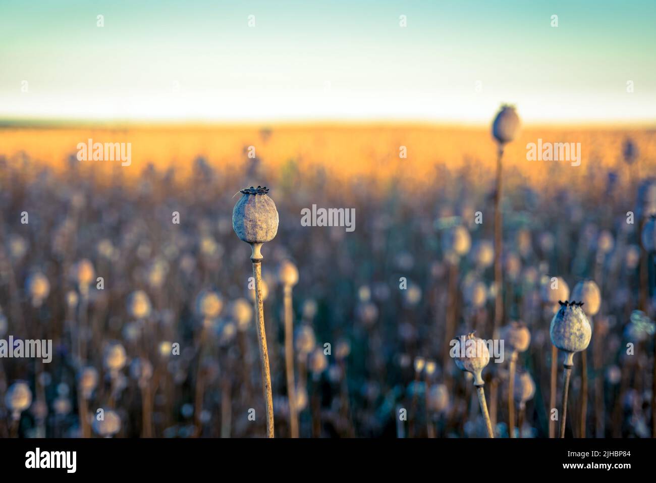 Rip feld -Fotos und -Bildmaterial in hoher Auflösung – Alamy