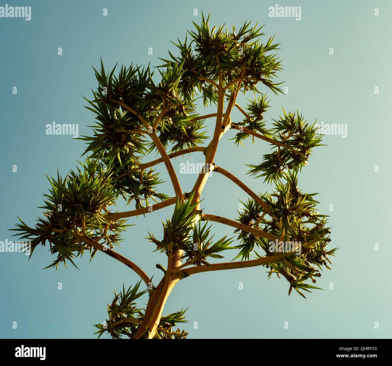 Der gewöhnliche Wacholder ist ein Nadelbaum, der im Sommer typisch für ...