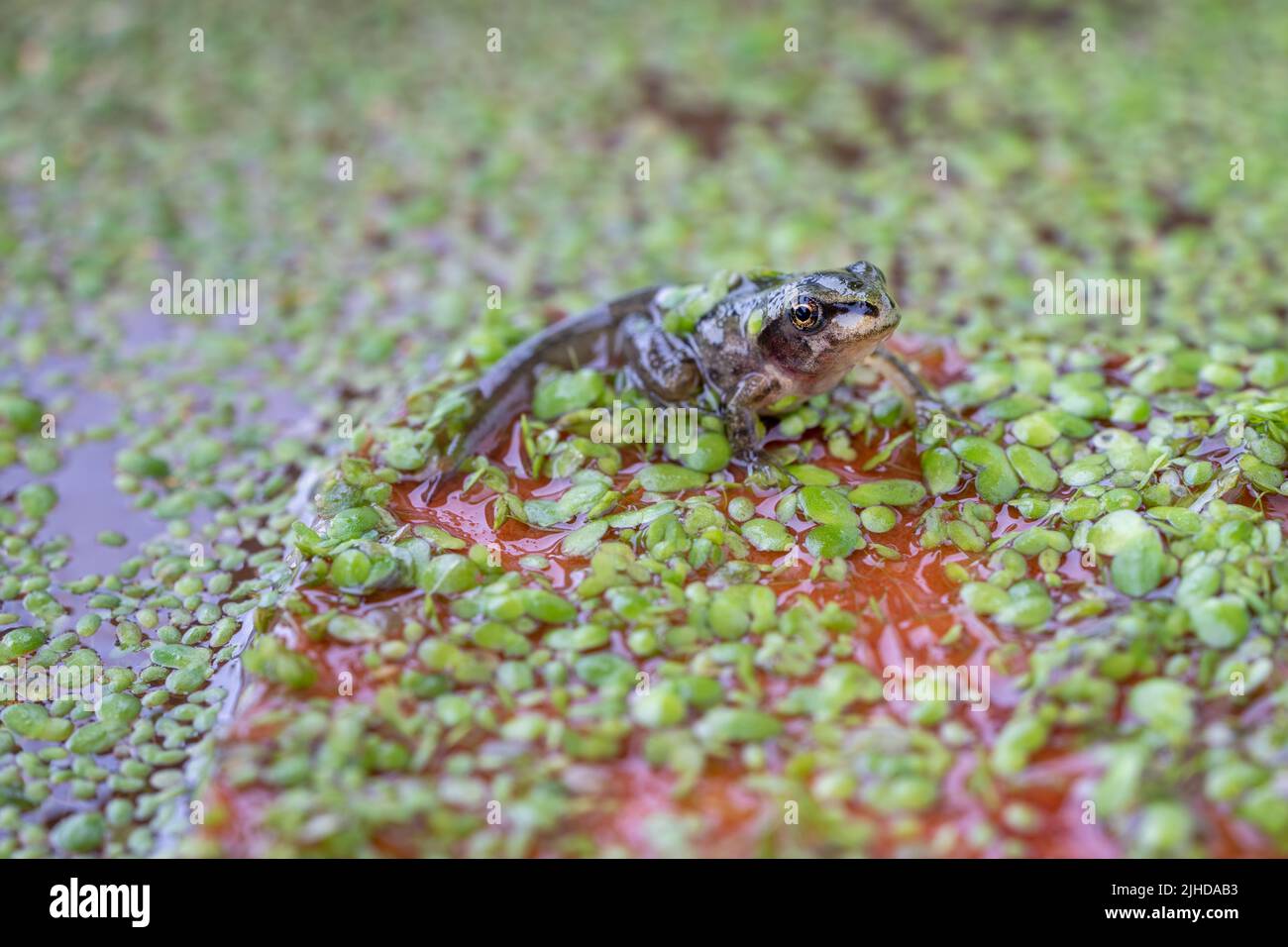 Issaquah, Washington, USA. Pacific Tree Froglet ruht auf einem Brett ...