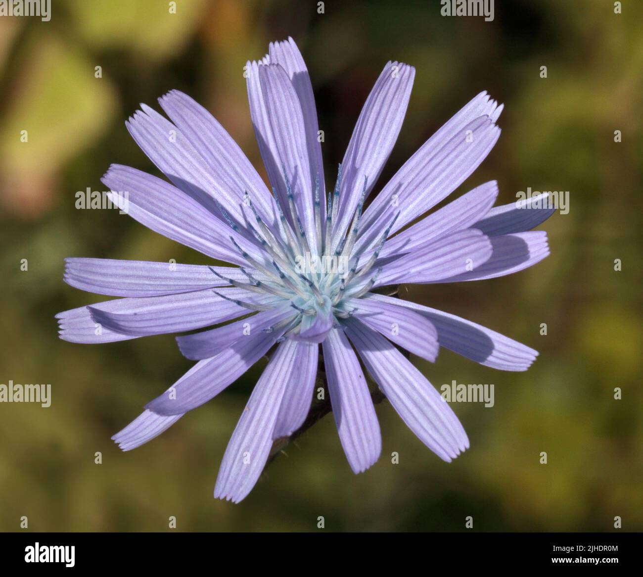 Wild chicory -Fotos und -Bildmaterial in hoher Auflösung – Alamy